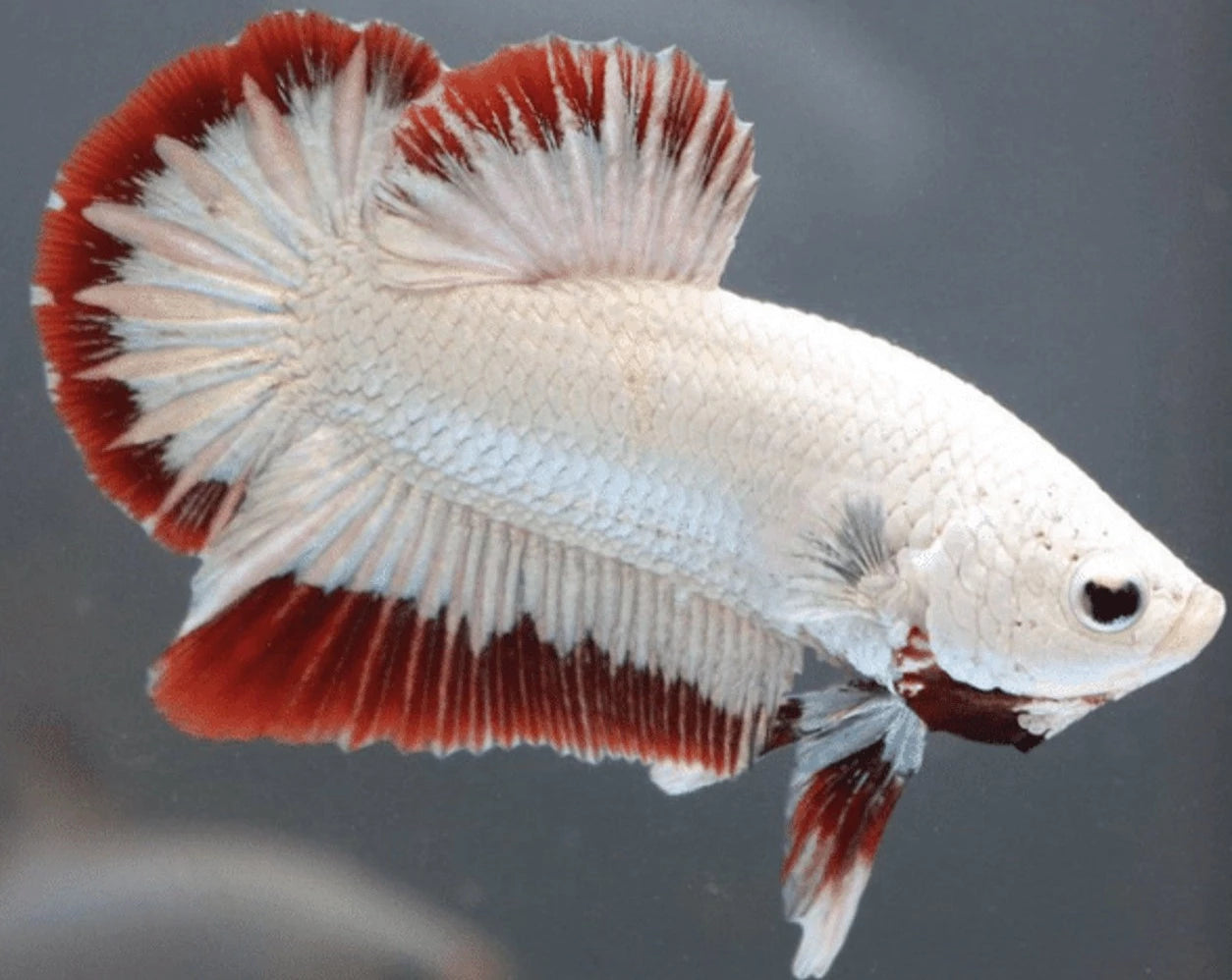 Snow White Dragon Betta (Male)