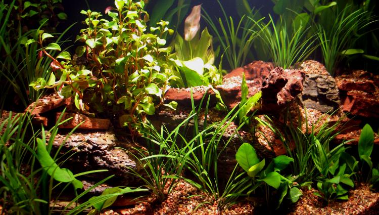 Live Plants - Coachella Valley Aquatics