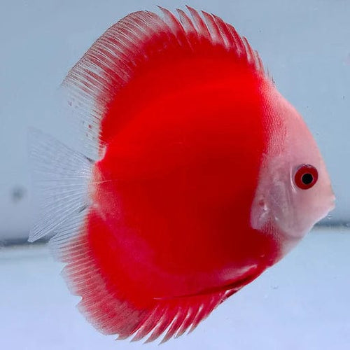 red discus fish