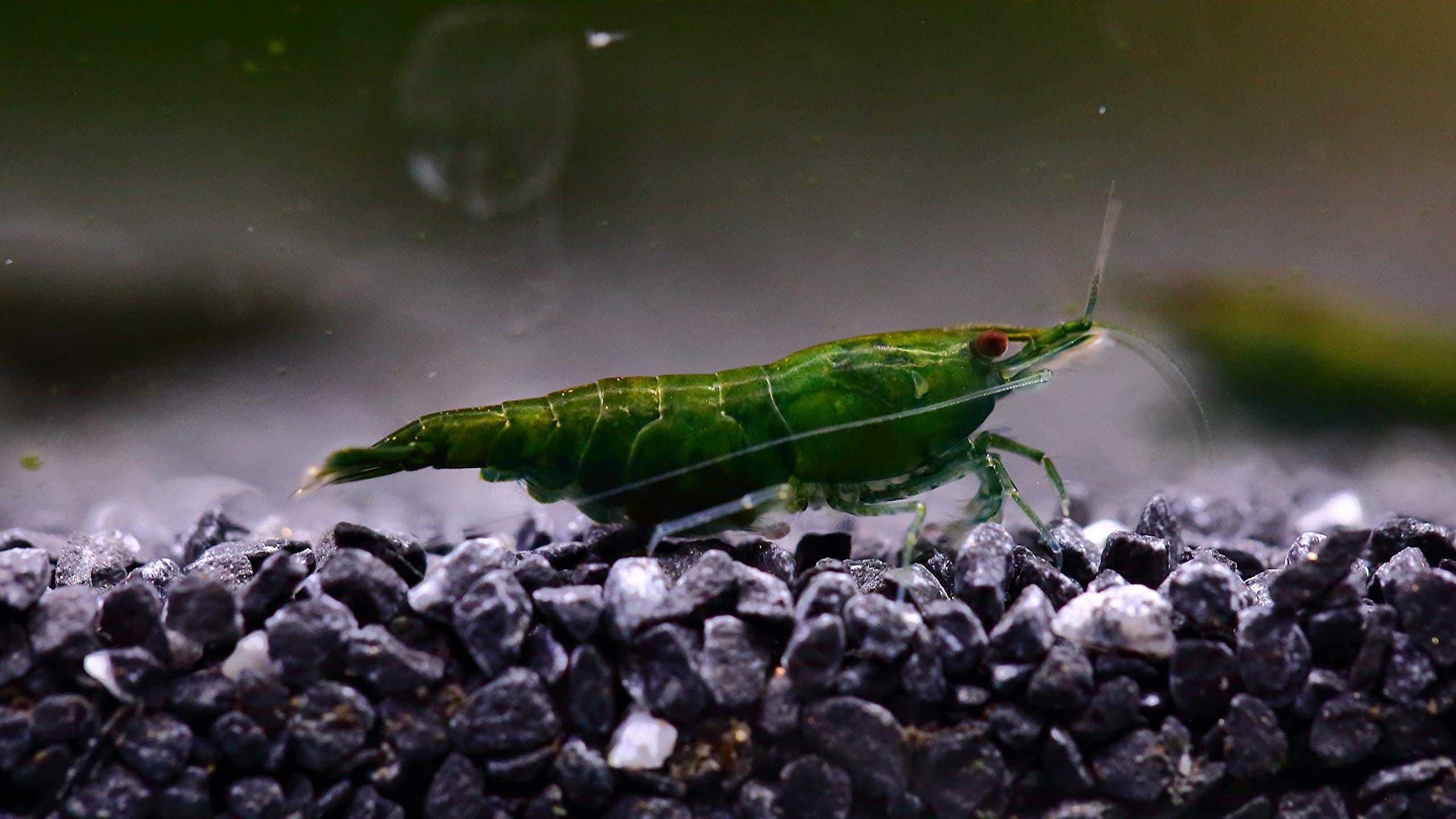 Green Jade Shrimp
