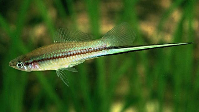 Mexican Green Swordtail (wild strain)