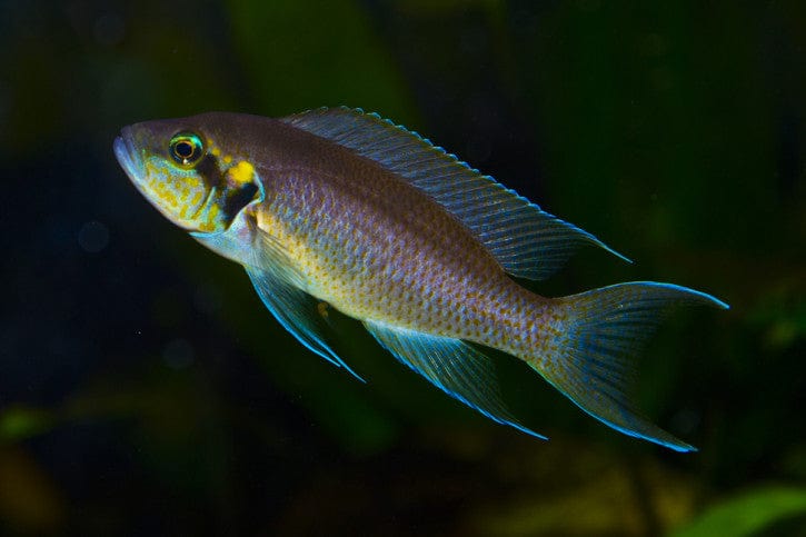 Neolamprologus Christyi