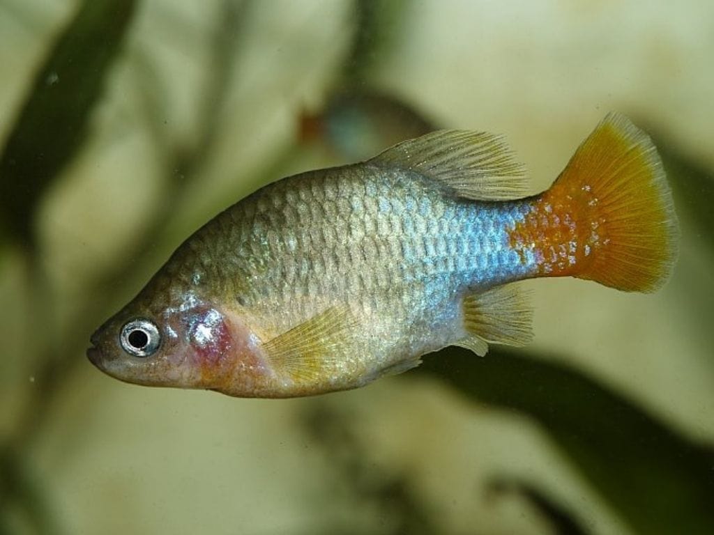 Redtail Splitfin Goodeid (Rare Livebearer)