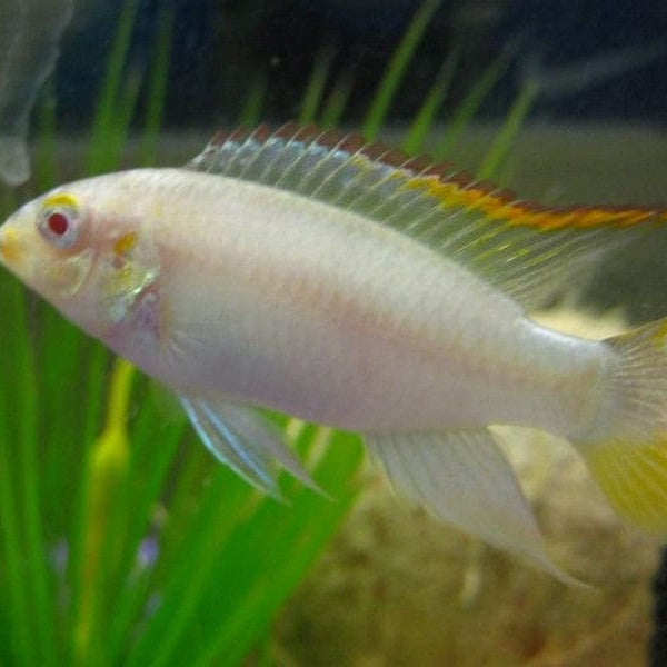 Scarlet Kribensis Cichlid