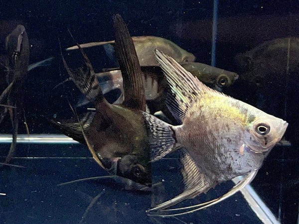 Angelfish - Asst Sm (1"-1.5")