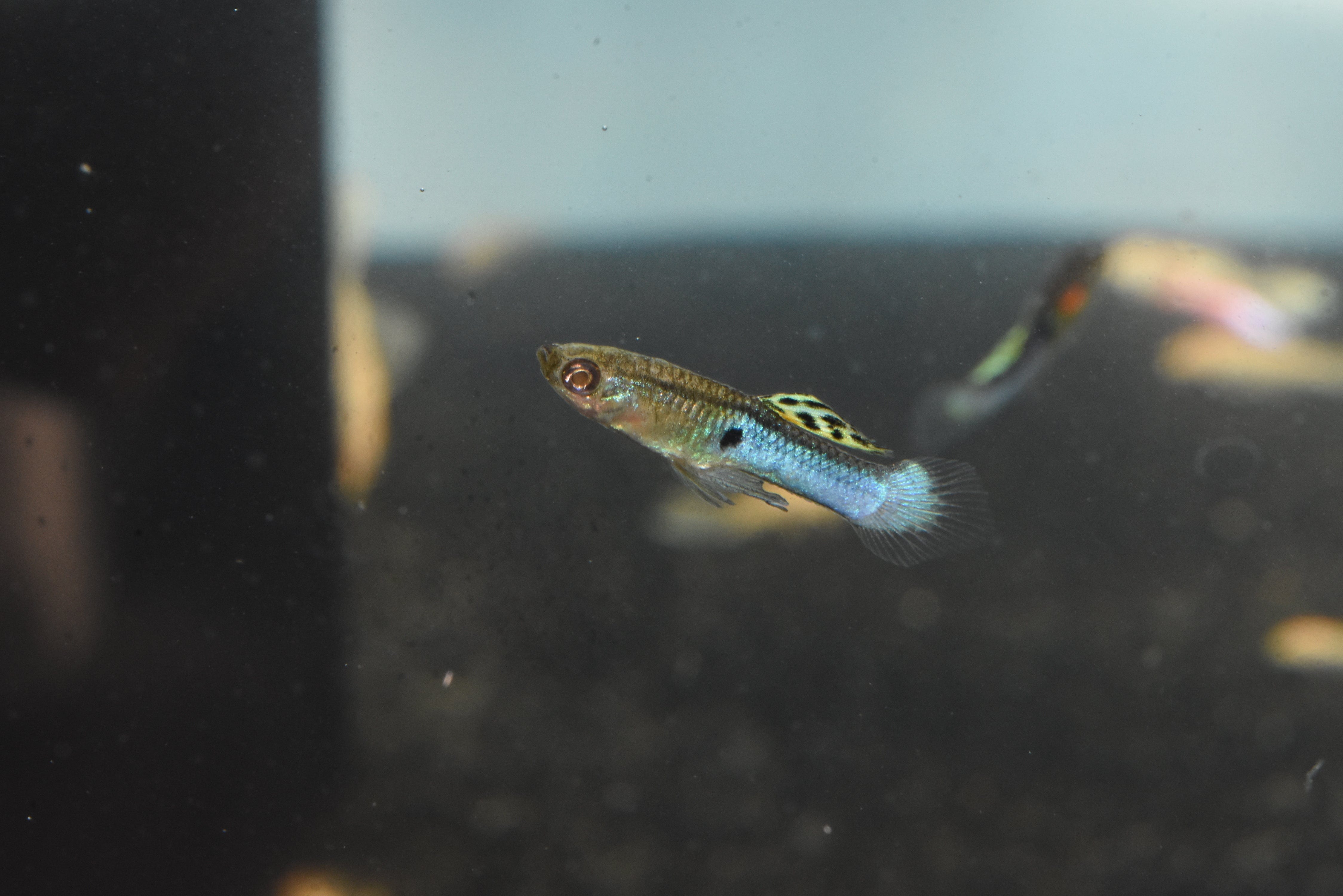 Fancy Endler