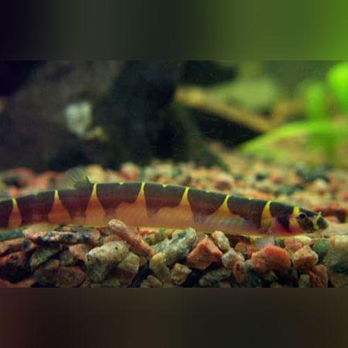 Banded Kuhli Loach