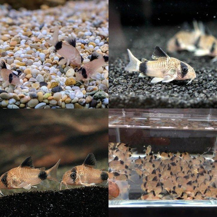 corydoras panda